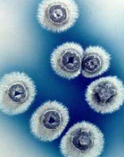 Solobacterium moorei价格_品牌:ATCC-丁香通