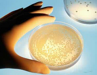 Acinetobacter radioresistens价格_品牌:ATCC-丁香通