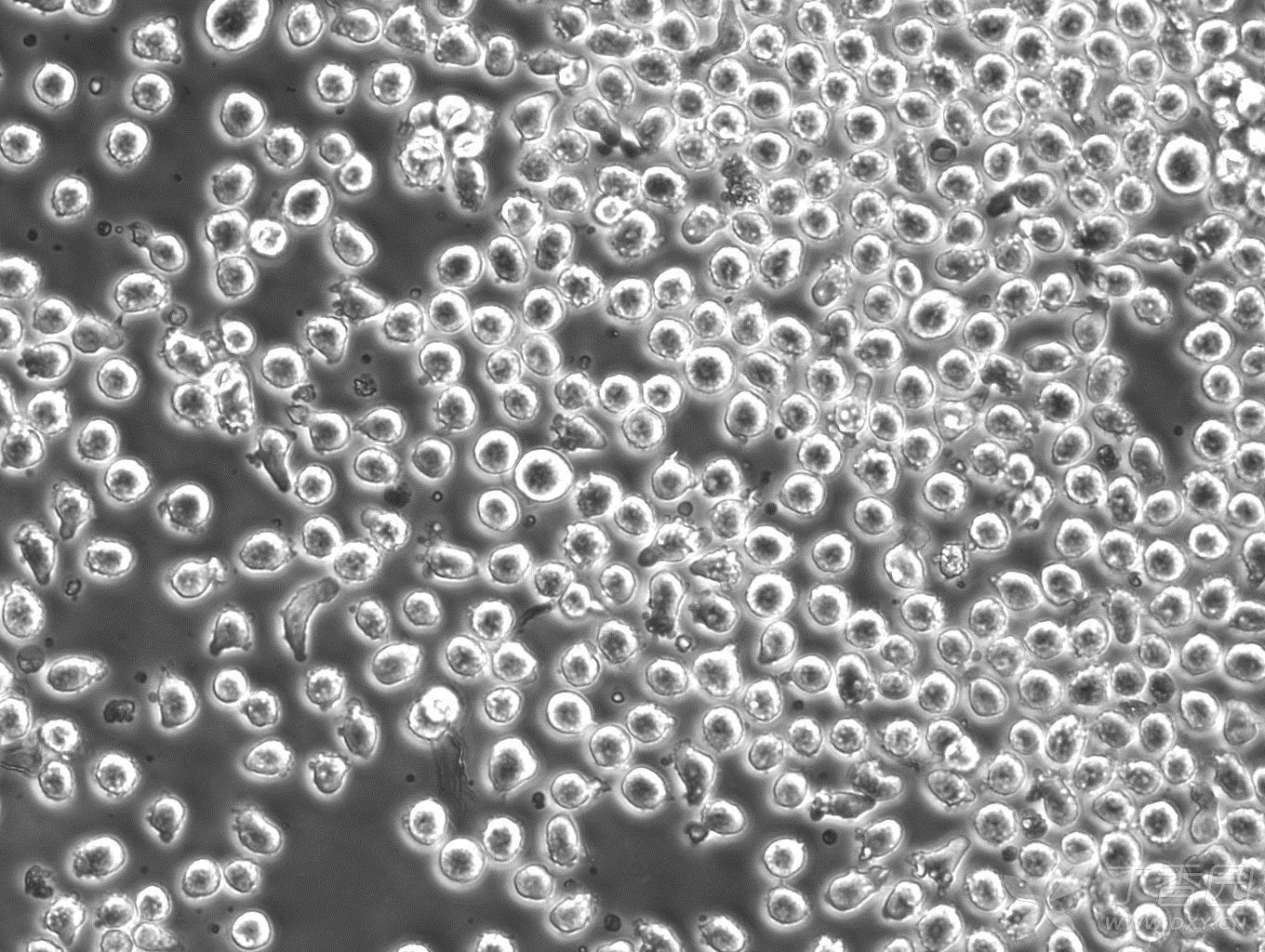 THP-1诱导巨噬，没有伪足伸出呢！ - 细胞技术讨论版 -丁香园论坛