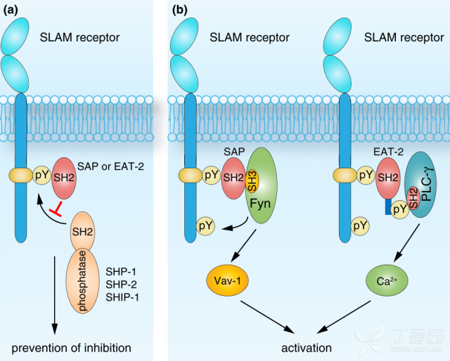 SLAM家族受体介绍及其在MM中作为治疗靶点的机制 - 血液专业讨论版 -丁香园论坛