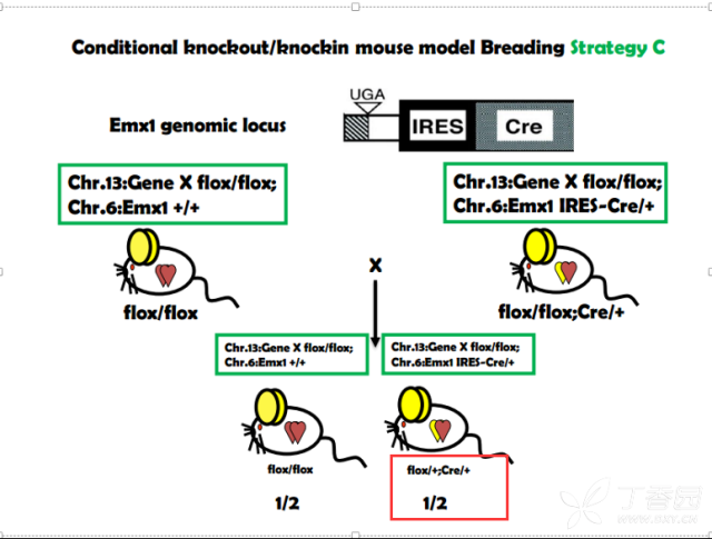 【原创】【精华】Cre/CreERT2和floxed小鼠繁育的科学由来(文末有系列学术讲座PPT兼答疑) - 丁香园论坛