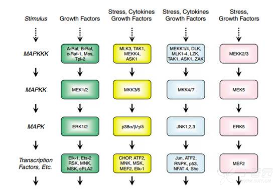 信号通路9—MAPK Signaling - 细胞生物学和信号转导版 -丁香园论坛