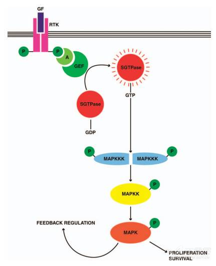 信号通路9—MAPK Signaling - 细胞生物学和信号转导版 -丁香园论坛