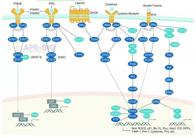 信号通路16—JAK/STAT Signaling - 细胞生物学和信号转导版 -丁香园论坛