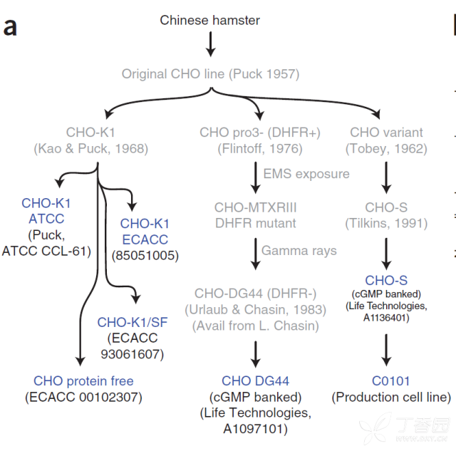 能跟我说说GS系统的吗？CHO细胞做GS系统，到底用什么细胞做的，CHOK1还是CHO_S.有人尝试做过吗 - 丁香园论坛
