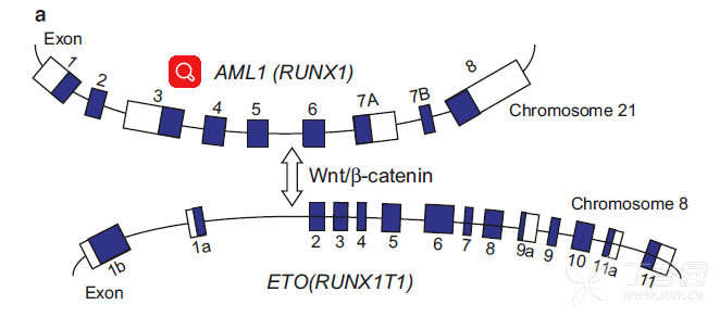 【科普贴】AML1-ETO的前世今生 - 血液专业讨论版 -丁香园论坛