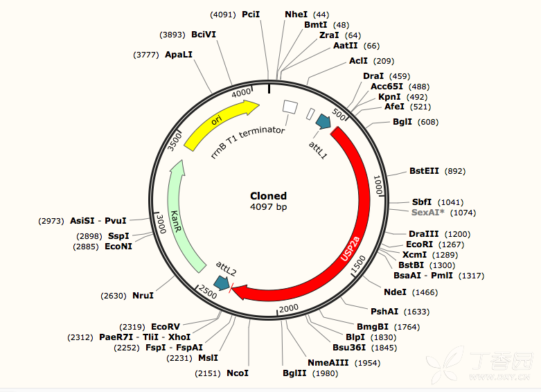 基于mir-30结构的shRNA的构建（以pINDUCER10）为例 - 核酸基因技术讨论版 -丁香园论坛