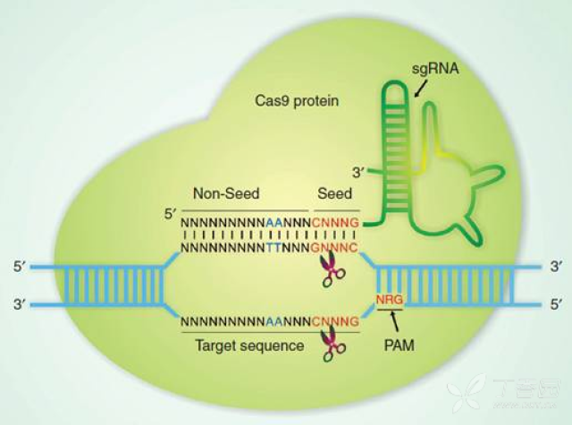 从对CRISPER-Cas9的质疑介绍如何设计好的sgRNA - 核酸基因技术讨论版 -丁香园论坛