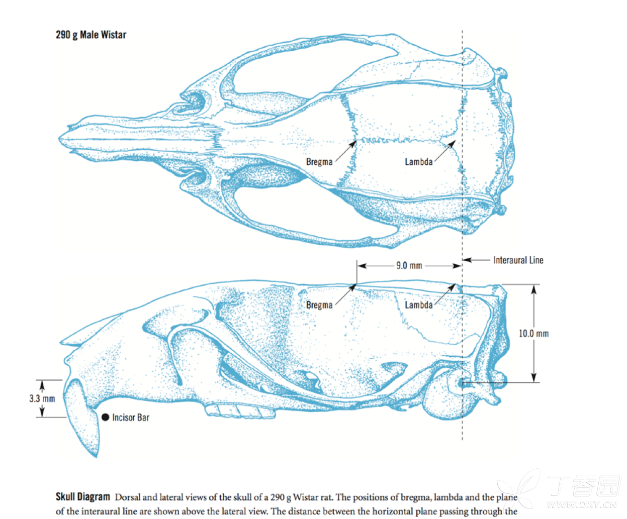 请问interaural和bregma是什么意思？ - 神经生物与再生医学 -丁香园论坛