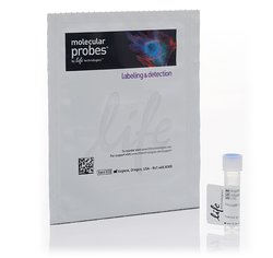 SYTO™ 9 绿色荧光核酸染料 货号S34854价格_品牌:Invitrogen-丁香通