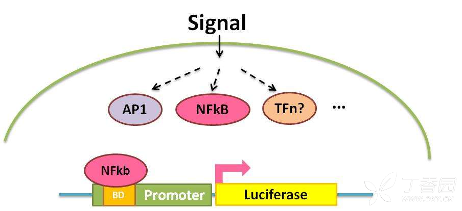 转录因子---小分子大作用（一） - 生物信息学讨论版 -丁香园论坛