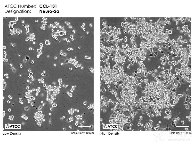 N2a细胞形态 - 细胞技术讨论版 -丁香园论坛