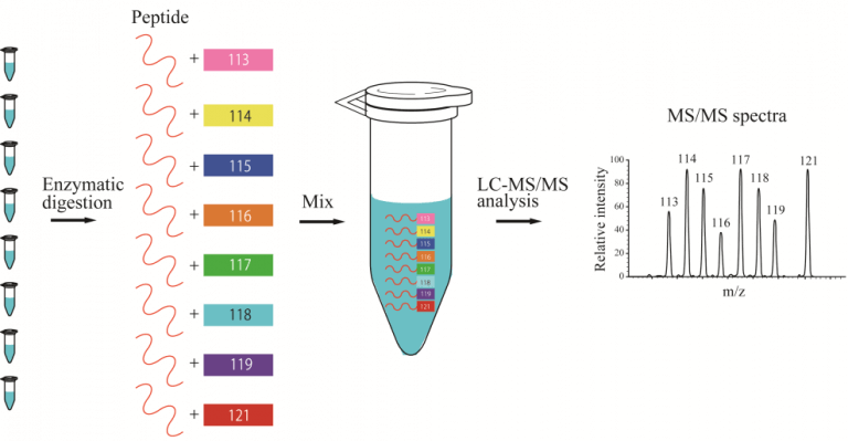 修饰蛋白组学+iTRAQ 、TMT 蛋白质组学服务价格,详情介绍-960化工网 – 960化工网