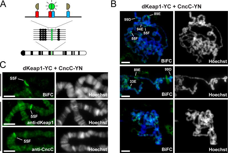 双分子荧光互补技术BiFC（Bimolecular Fluorescence Complementation） - 企业动态 - 丁香通