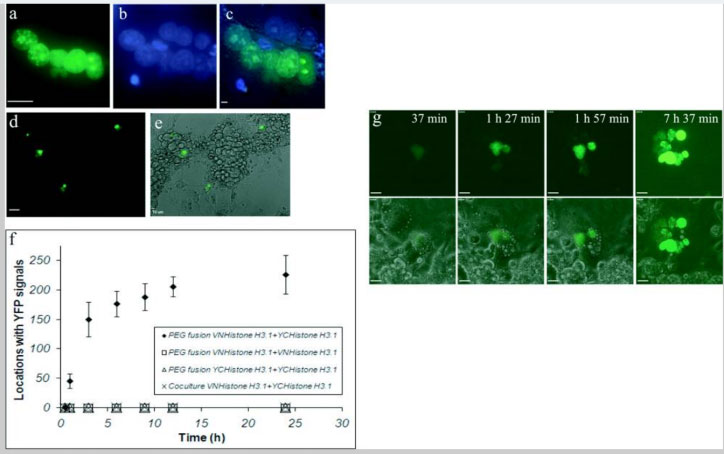 双分子荧光互补技术BiFC（Bimolecular Fluorescence Complementation） - 企业动态 - 丁香通