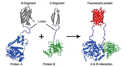 双分子荧光互补技术BiFC（Bimolecular Fluorescence Complementation） - 企业动态 - 丁香通