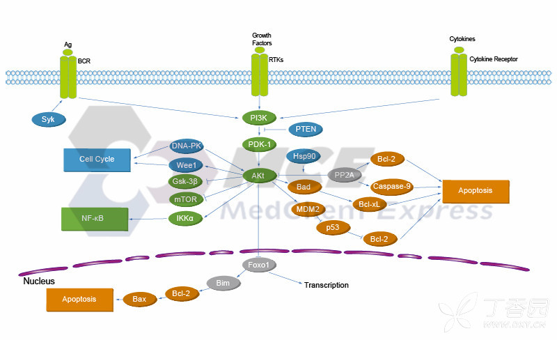 mtor信号通路与自噬,mtor信号通路,自噬通路(第3页)_大山谷图库