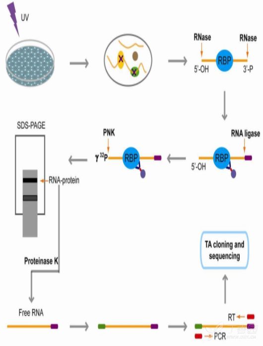 RIP-Seq/CLIP-Seq技术应用 - 蛋白质和糖学技术讨论版 -丁香园论坛