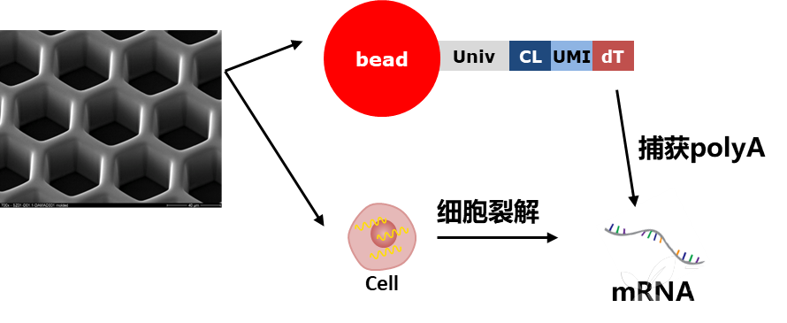单细胞（single cell）分选平台比较（10X Genomics，BD Rhapsody，Fluidigm C1） - 山东艾克韦生物 ...
