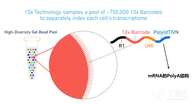 单细胞（single cell）分选平台比较（10X Genomics，BD Rhapsody，Fluidigm C1） - 山东艾克韦生物 ...