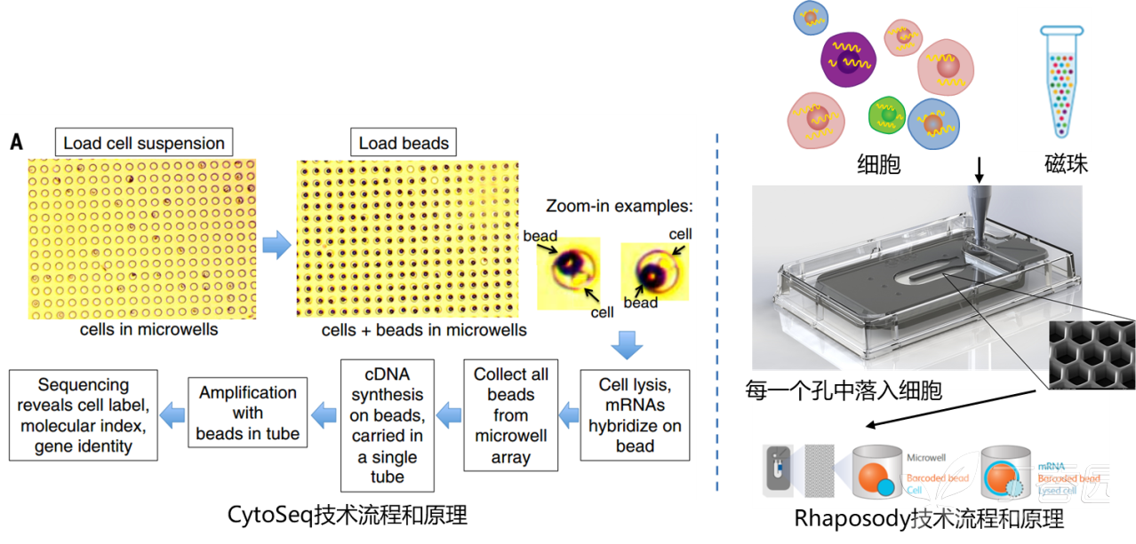 单细胞（single cell）分选平台比较（10X Genomics，BD Rhapsody，Fluidigm C1） - 山东艾克韦生物 ...