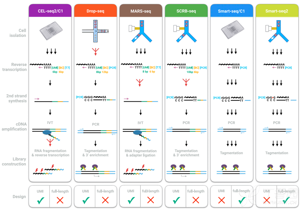 单细胞（single cell）分选平台比较（10X Genomics，BD Rhapsody，Fluidigm C1） - 山东艾克韦生物 ...