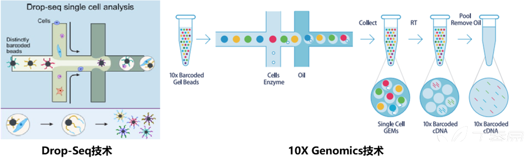 单细胞（single cell）分选平台比较（10X Genomics，BD Rhapsody，Fluidigm C1） - 山东艾克韦生物 ...