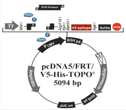 pcDNA5/FRT/V5-His-TOPO价格_品牌:YBscience-丁香通