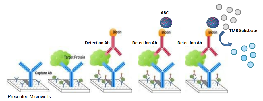 猪凝血因子XIIIA链(F13A1)检测试剂盒价格,详情介绍-960化工网 – 960化工网