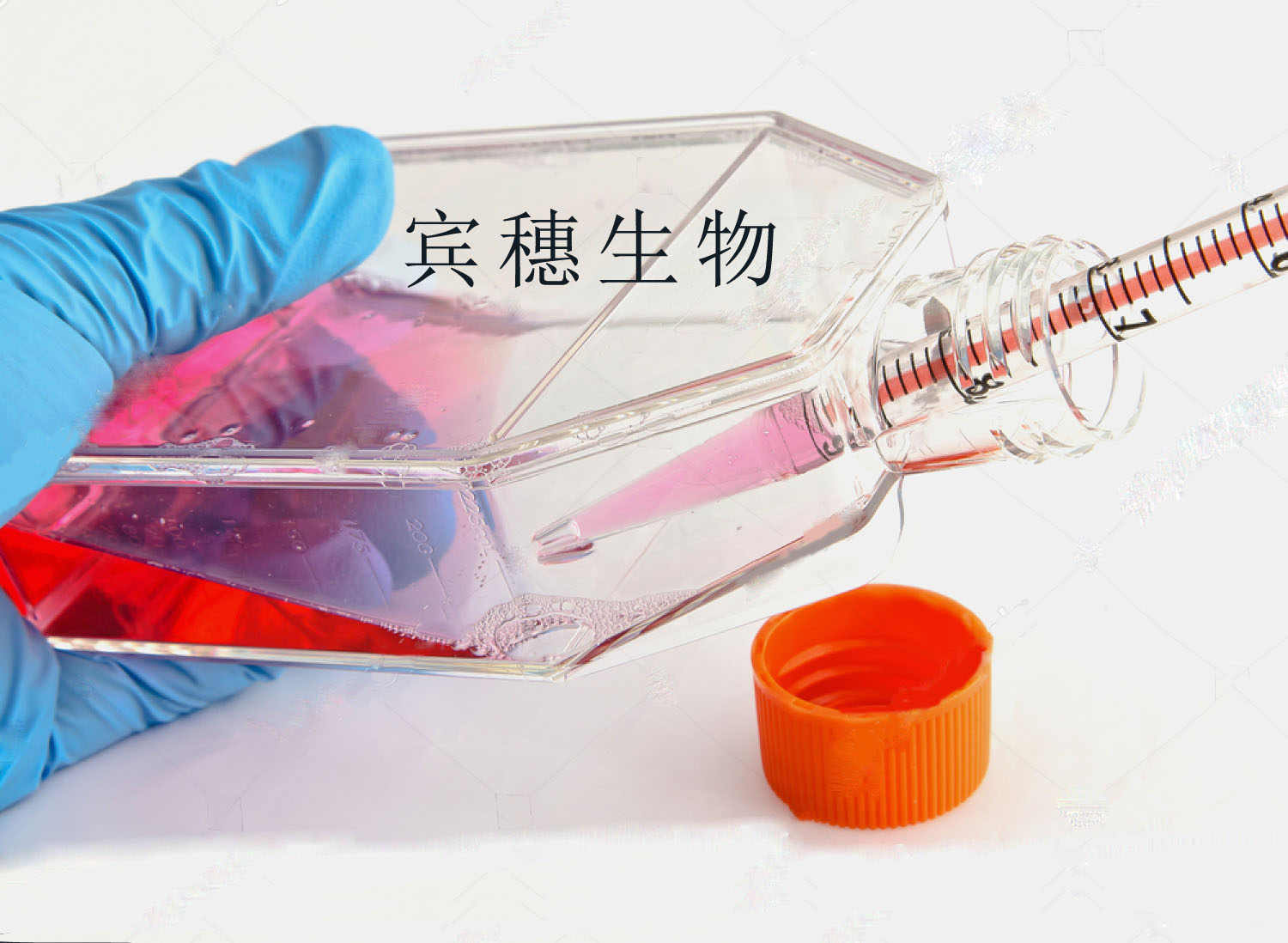 Kuffer肝枯否细胞系_价格-品牌-详情介绍_丁香通