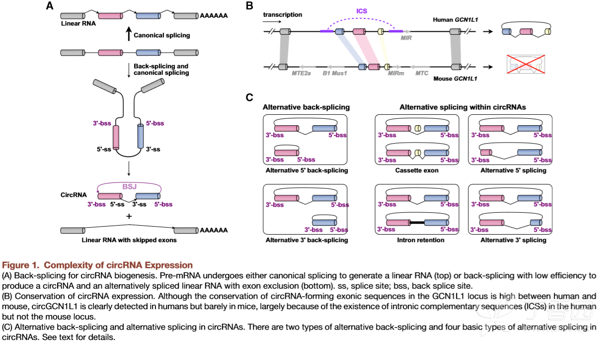 circRNA 综述系列|文献阅读 2| 两篇综述带你全观circRNA的研究进展（二） - 生物信息学讨论版 -丁香园论坛