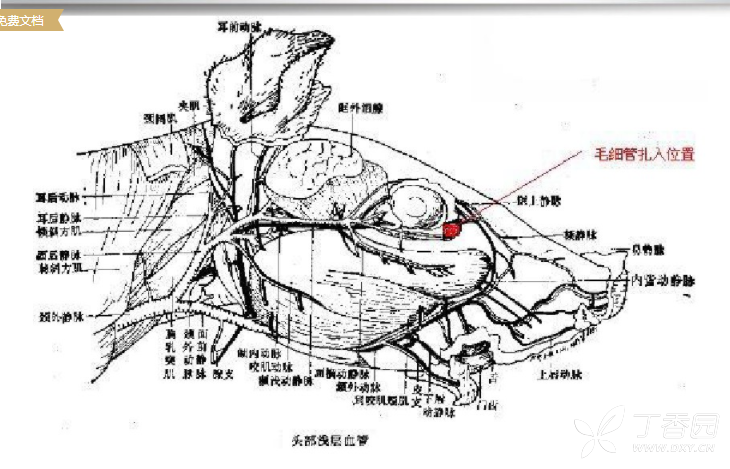 求小鼠眼眶丛解剖图 - 实验动物 -丁香园论坛