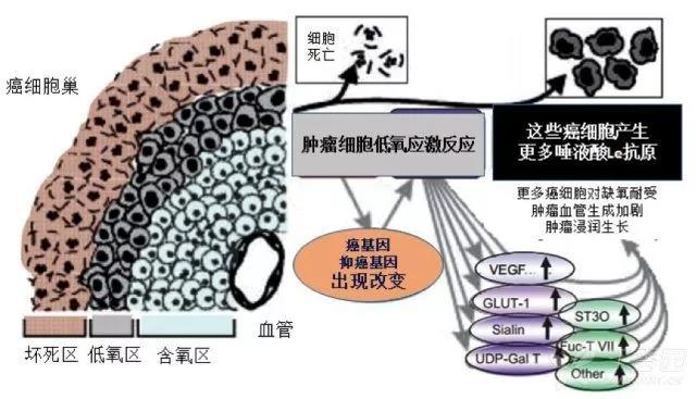 CA19-9 升高可能是哪些情况？一文为你深度解读