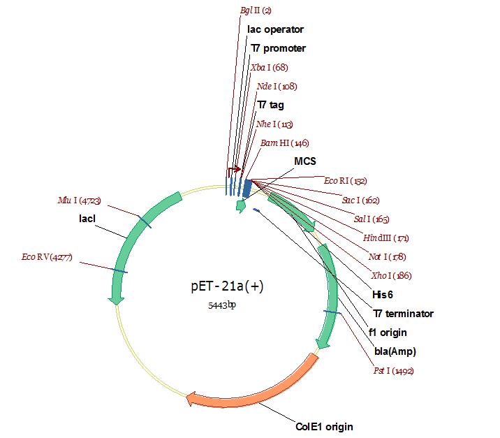 pET21a(+)表达载体价格_品牌:赛尔瑞成-丁香通官网