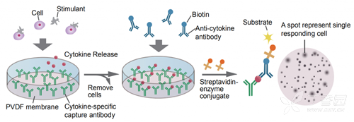 elisa图片,e实验结果图,e结果(第18页)_大山谷图库