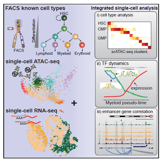 Cell经典案例！单细胞ATAC-seq高分文章研究思路-商家动态-生物在线 Lab-on-Web
