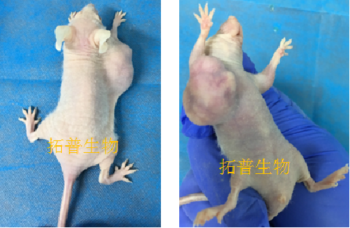 鼻咽癌细胞CNE2裸鼠成瘤价格,详情介绍-960化工网 – 960化工网