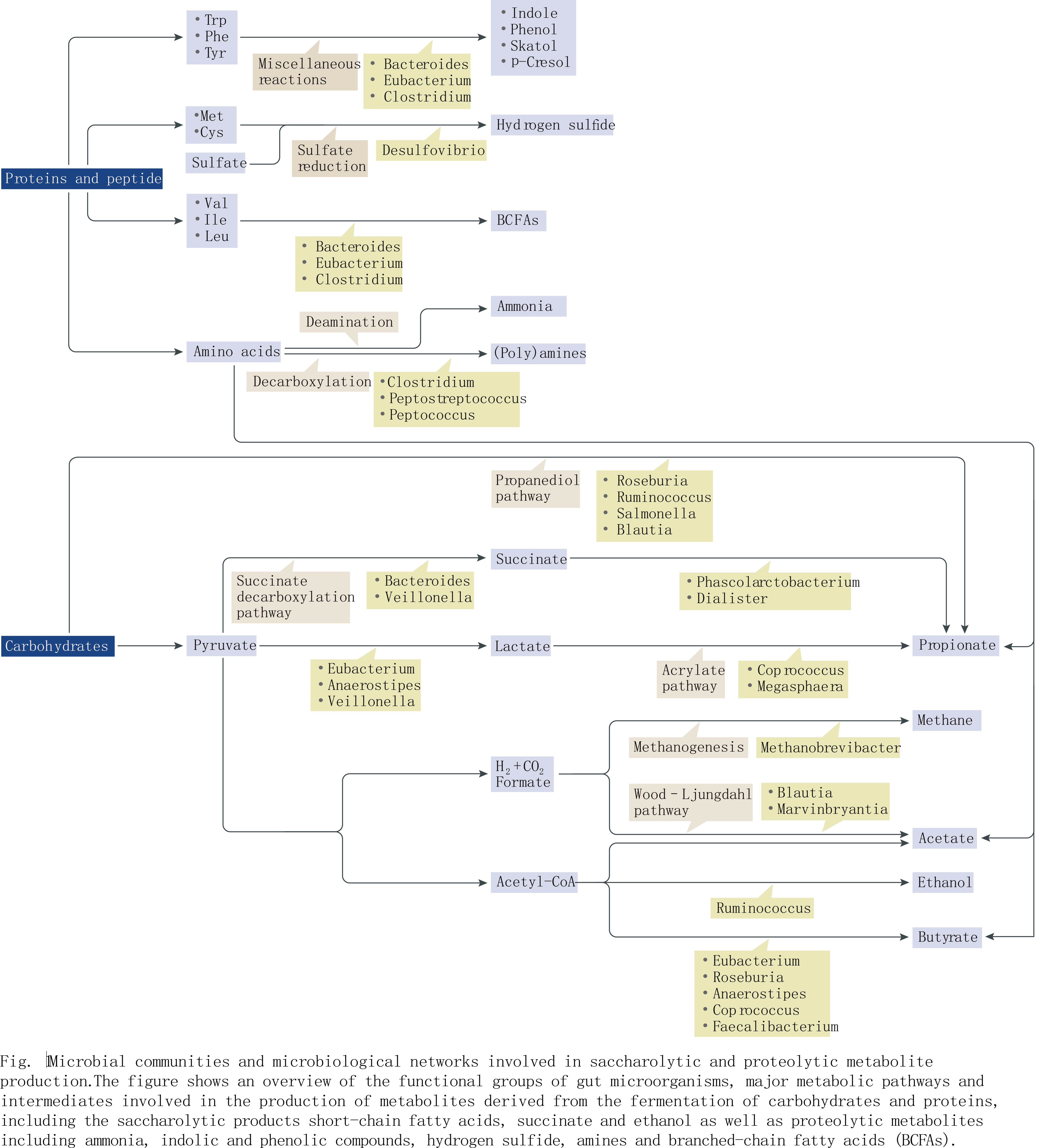 Nature Reviews Endocrinology | 肠道微生物代谢产物对肥胖、NAFLD和T2DM的影响-公司新闻-麦特绘谱生物科技 ...