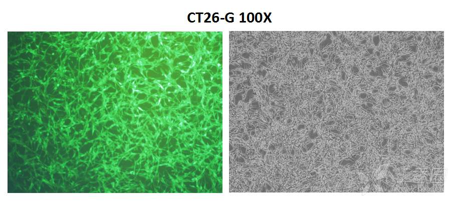 CT26-GFP/mCherry-luc小鼠结直肠癌细胞