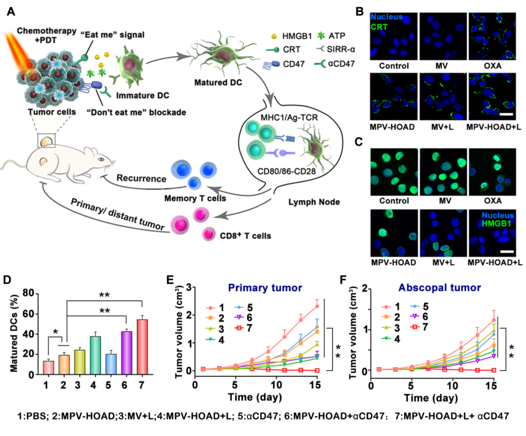 文献解读 | 肿瘤免疫原性细胞死亡诱导纳米载药系统协同CD47阻断让肿瘤细胞“更好吃”-商家动态-生物在线 Lab-on-Web