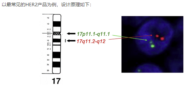 磷酸化接头相关蛋白复合体AP-2μ链1抗体价格,详情介绍-960化工网 – 960化工网