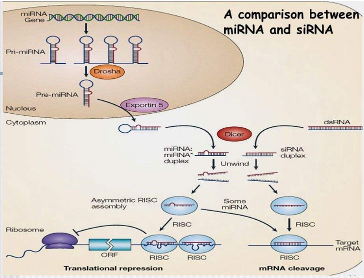 学会lncRNA沉默的方法，从此lncRNA研究不发愁！ - 技术前沿 - 资讯 - 生物在线