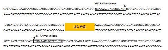 Hieff CloneTM Zero TOPO-Blunt Simple Cloning Kit 零背景TOPO-Blunt平末端克隆试剂盒 ...