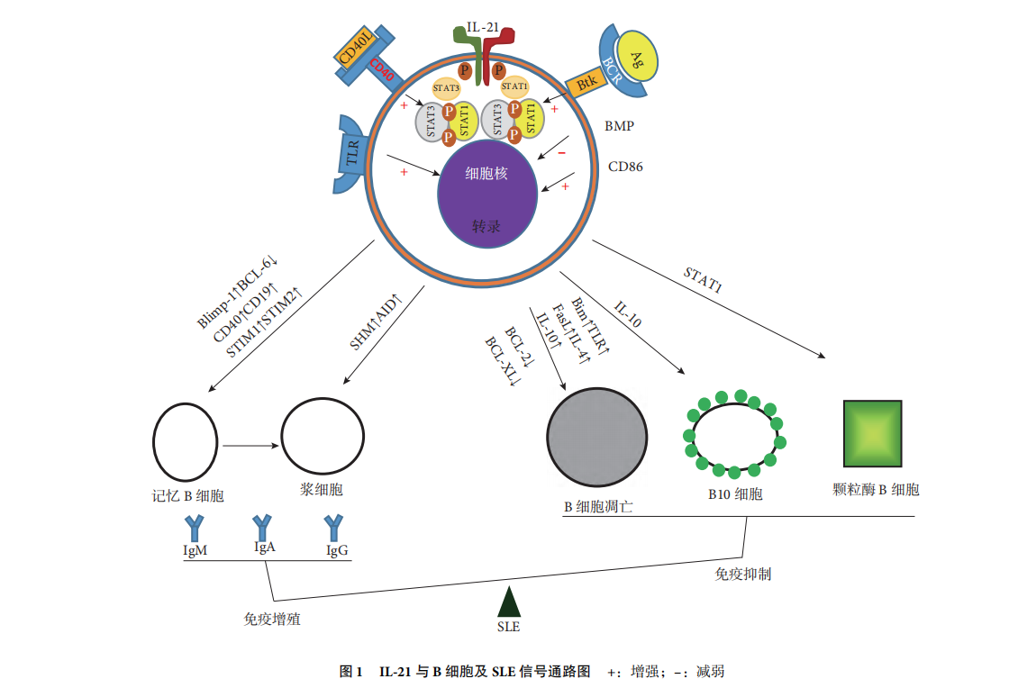 武永康谈“自身免疫”
