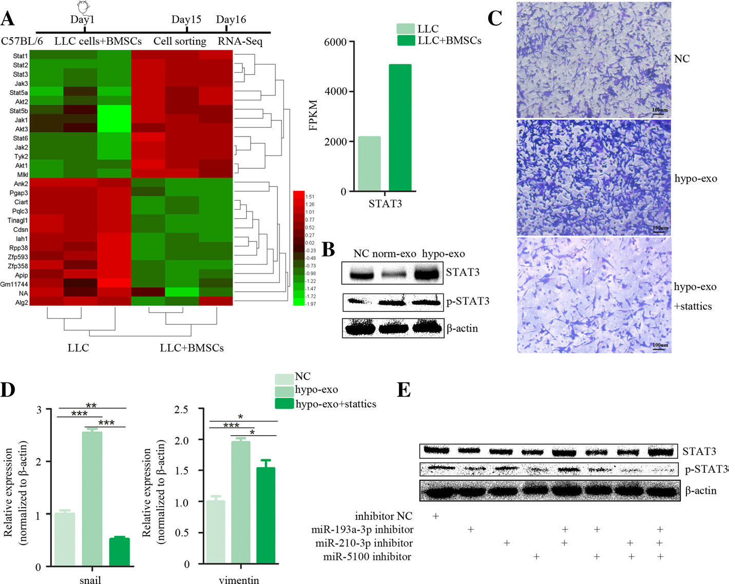 看大佬如何研究 BMSCs 外泌体-研载生物科技（上海）有限公司