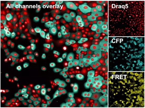 高内涵——基于 FRET 分析活细胞中的 ERK 信号转导-公司新闻-Revvity