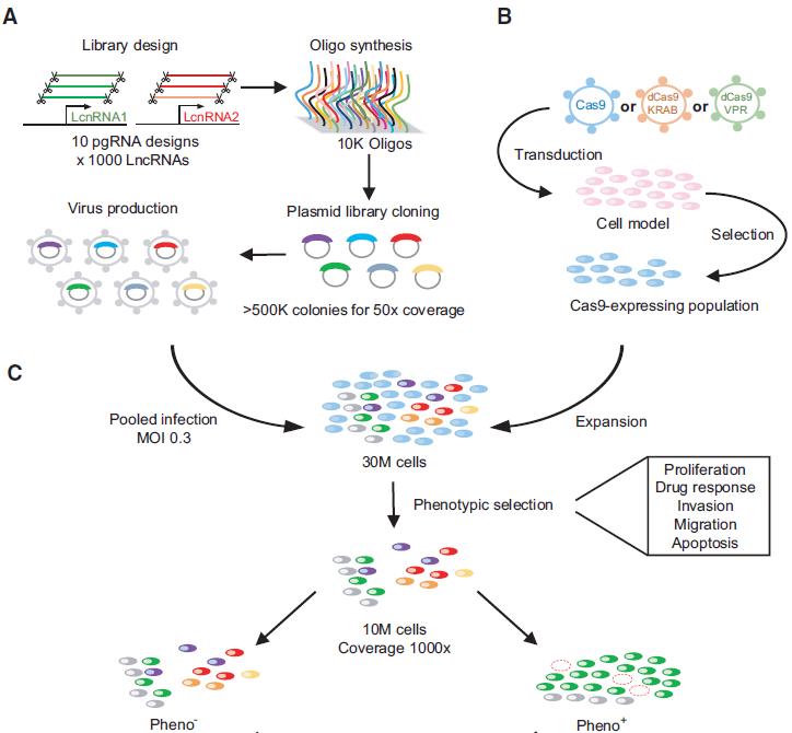 Crispr Cas9 Screen - vrogue.co Crispr Cas9 Screen - vrogue.co