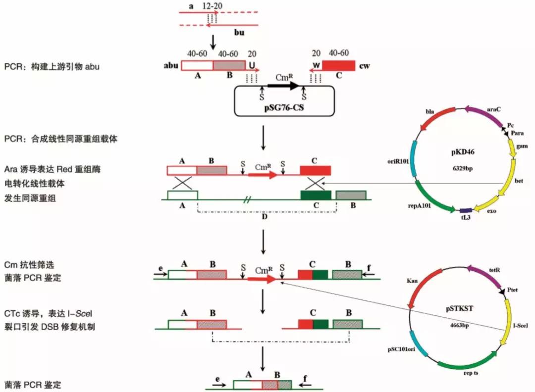 微生物无痕基因编辑技术介绍 自主发布 生物在线 Lab On Web