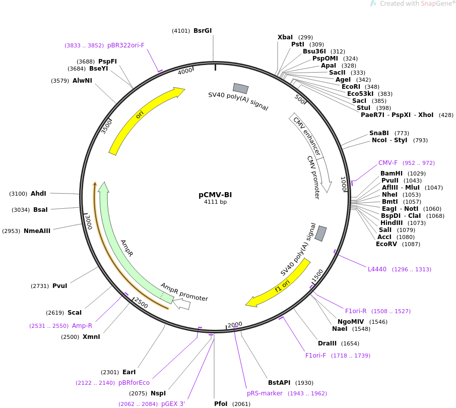 pCMV-Tet3G哺乳调控质粒价格,详情介绍-960化工网 – 960化工网