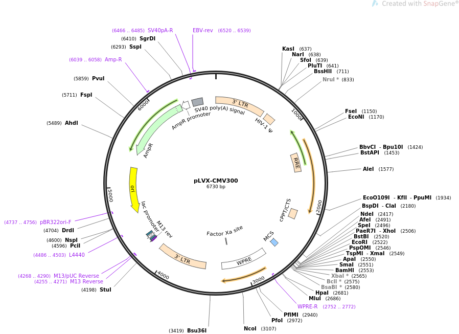 pLVX-IRES-mCherry慢病毒表达质粒价格_品牌:钦诚生物-丁香通官网